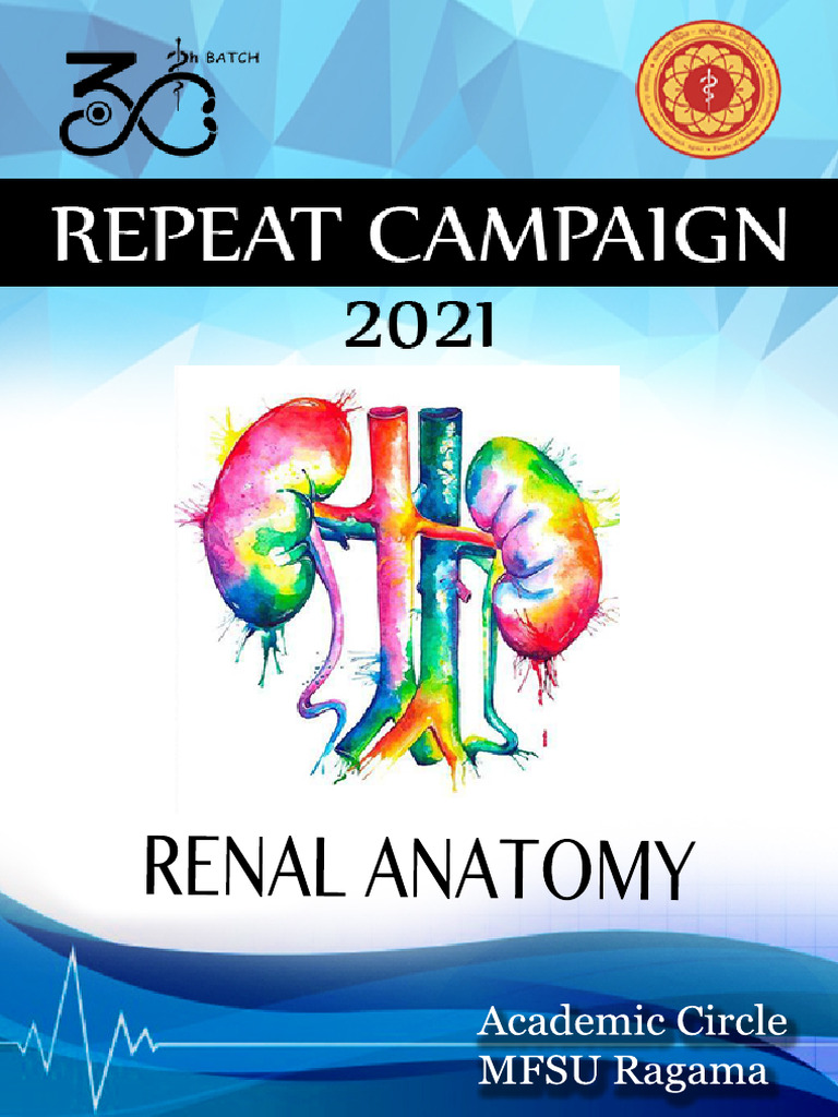Renal Anatomy | PDF