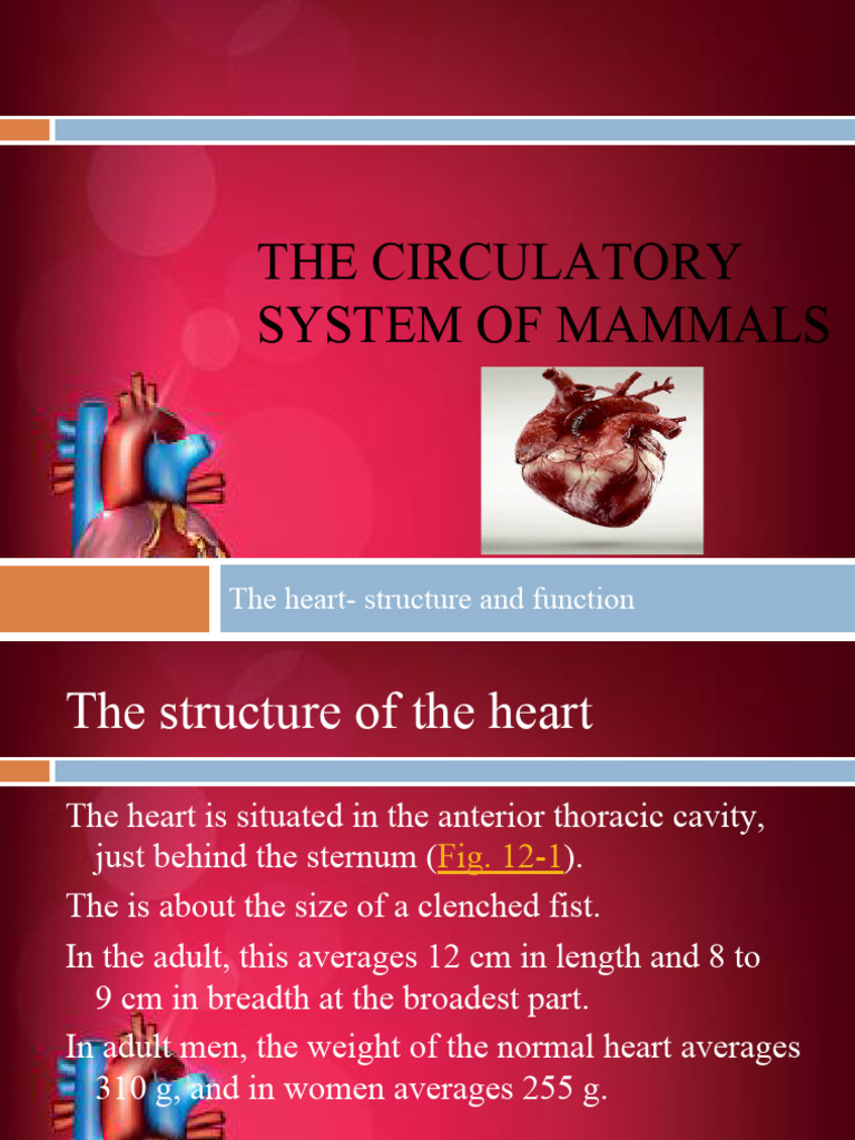 Heart Structure -1 | PDF | Heart Valve | Atrium (Heart)