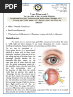 Paper Eye Model 1 | PDF | Human Eye | Cornea