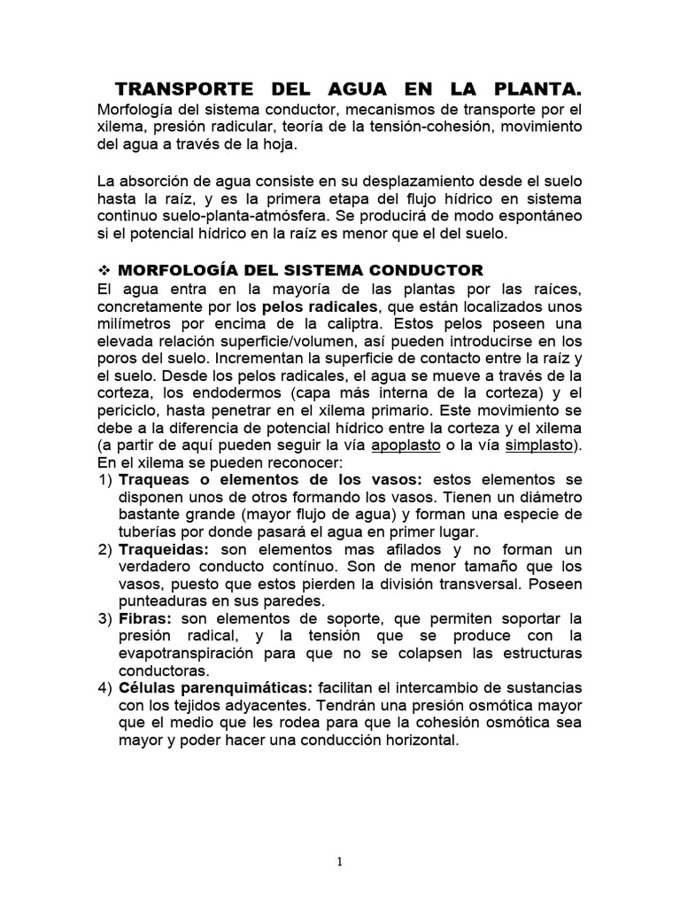 Simplasto 19 | PDF | Raíz | Agua