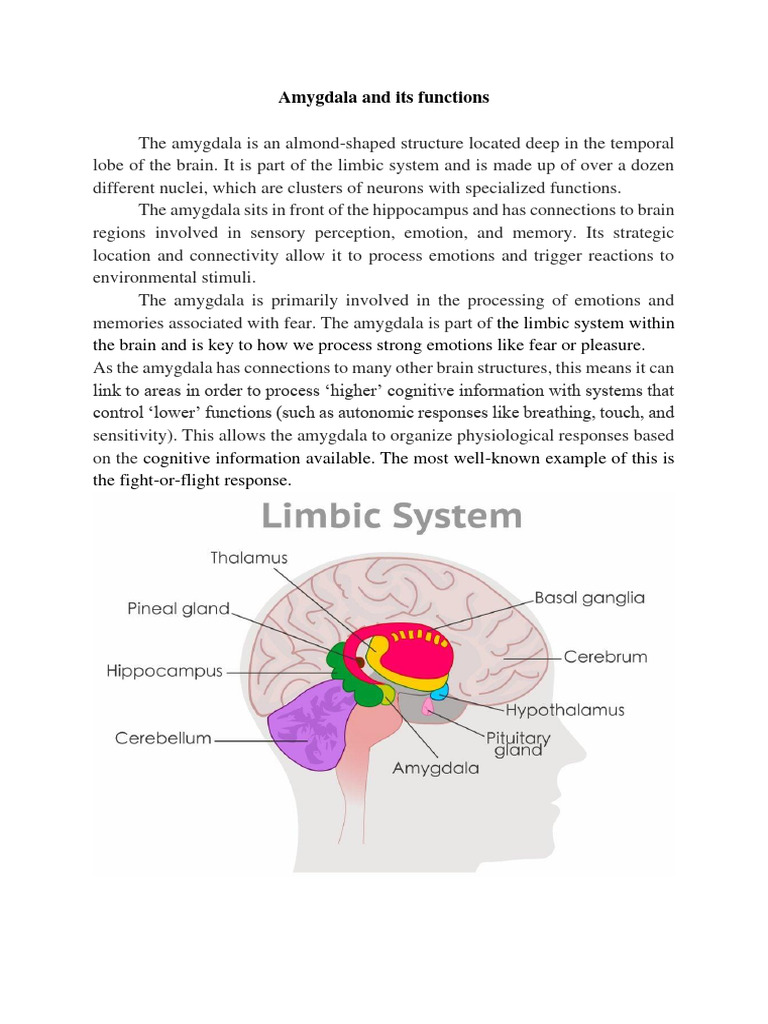 Lecture - Amygdala and Its Functions | PDF | Amygdala | Fear