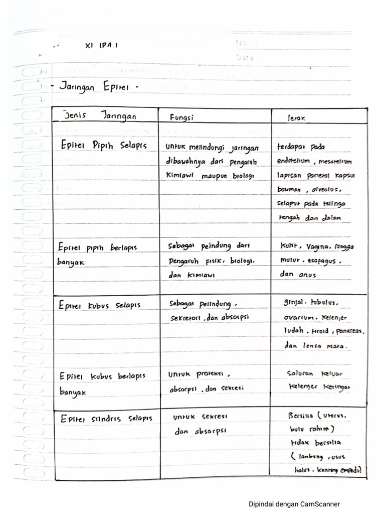 Ditto Christopher Alfred Sitorus - Xi Ipa 1 - Jaringan Epitel 2 | PDF