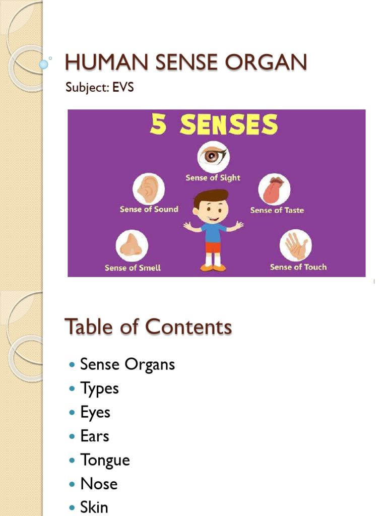 Overview of Human Sense Organs | PDF | Senses | Perception