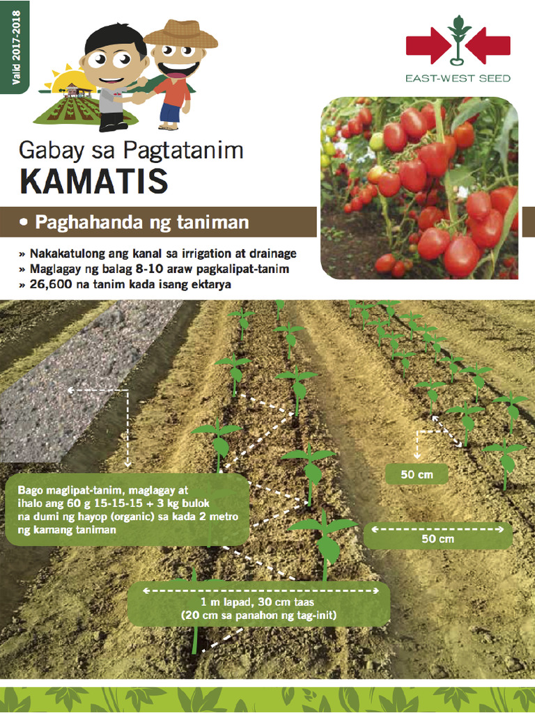 Kamatis | PDF