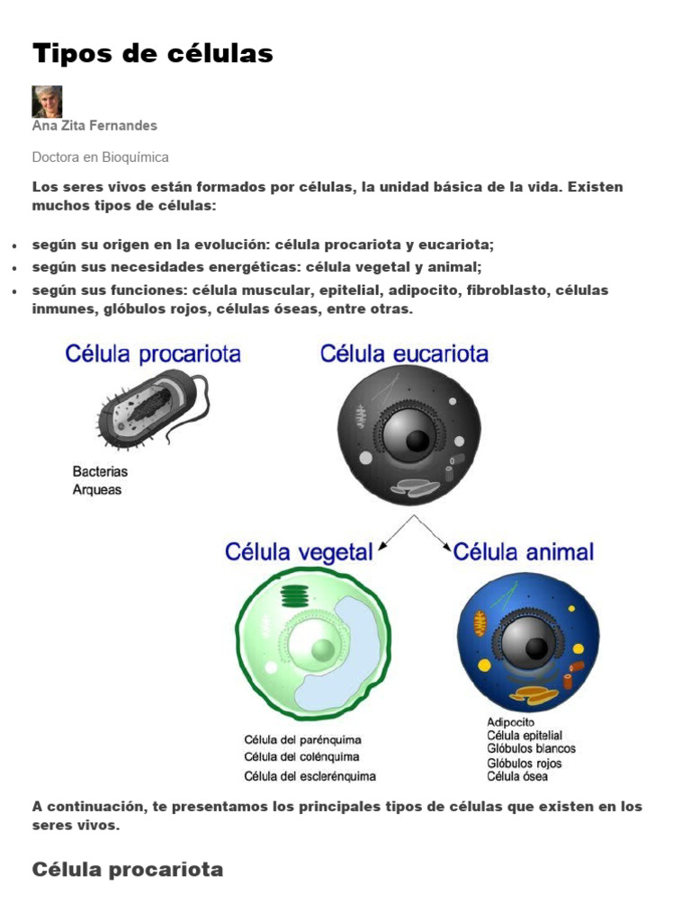 Tipos de Celulas | PDF