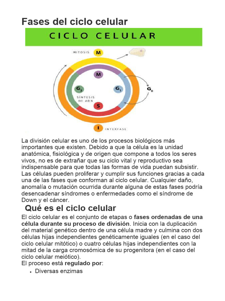 Fases Del Ciclo Celular | Descargar gratis PDF | Mitosis | Ciclo celular
