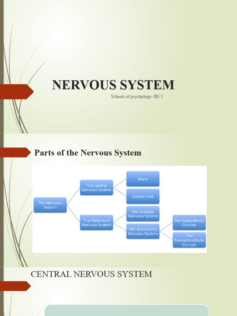 Nervous System | PDF | Nervous System | Central Nervous System