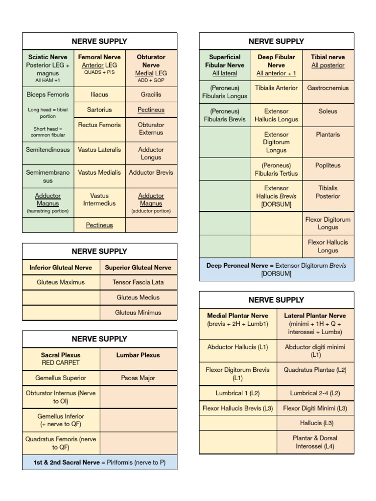 (ANATOMY) Lower Limb Innervation | PDF | Human Leg | Musculoskeletal System