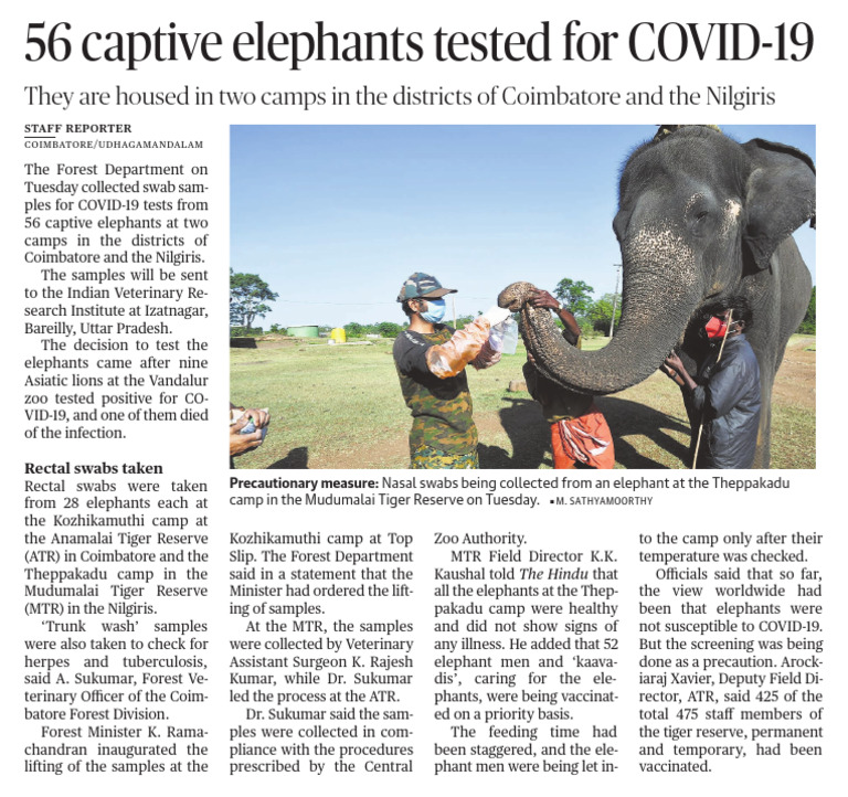 COVID-19 Testing of Captive Elephants | PDF | Panthera