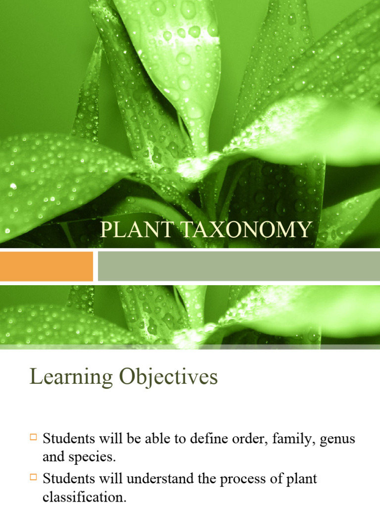 Plant Classification1 PPT1 | PDF | Taxonomy (Biology) | Maple