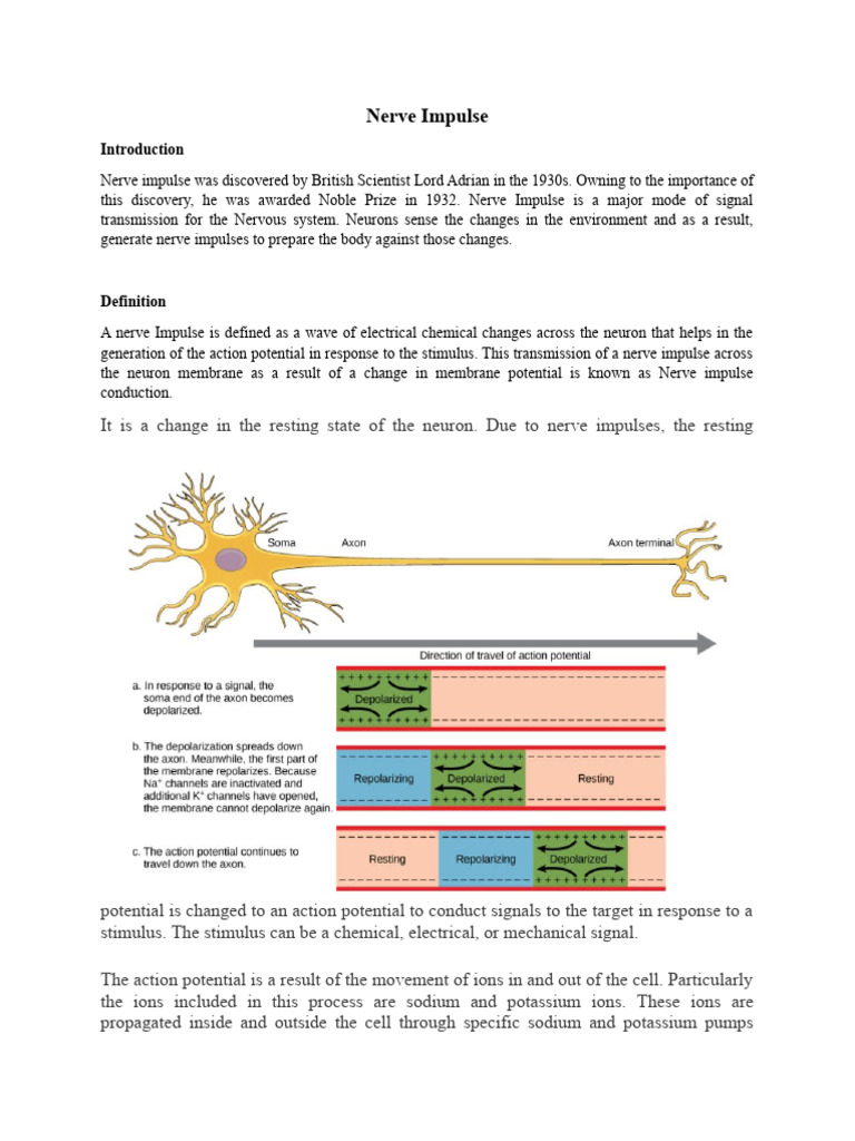 Nerve Impulse | PDF | Action Potential | Neuron