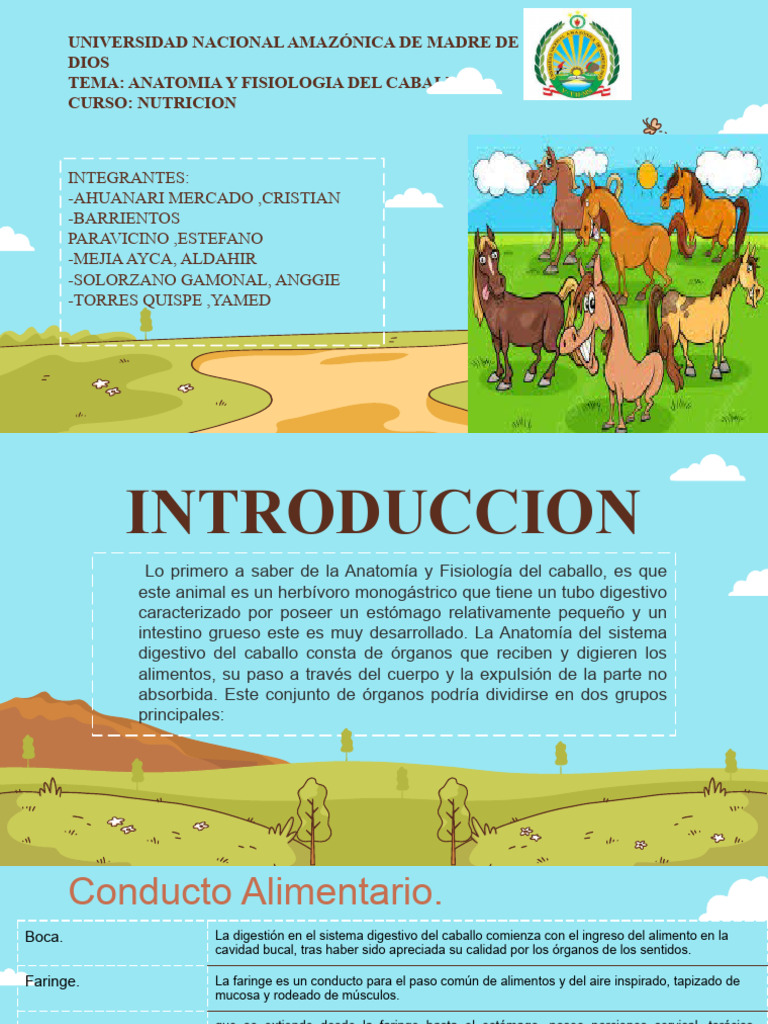 Nutricion Caballo | PDF | Sistema digestivo humano | Digestión