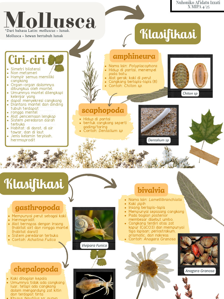 Peta Konsep Mollusca | PDF