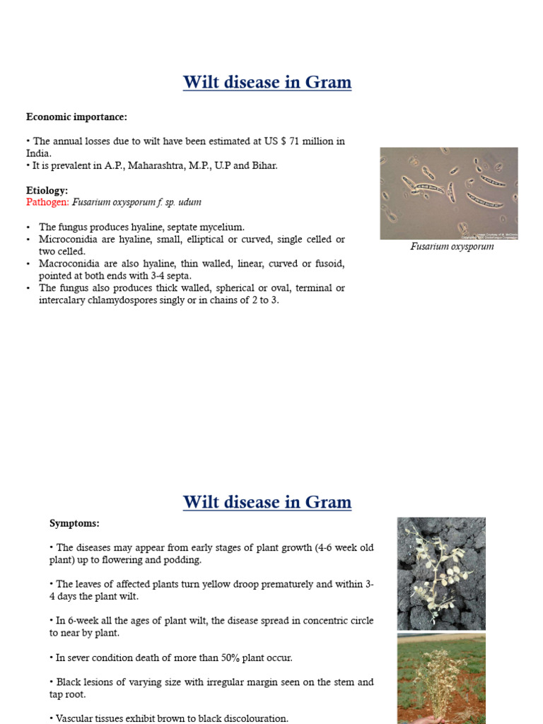 Gram Diseases | PDF | Mycology | Crops