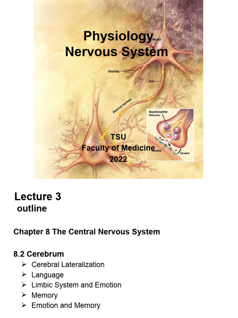 Physiology Nervous System - Lecture 3 - Nino | PDF | Memory | Limbic System