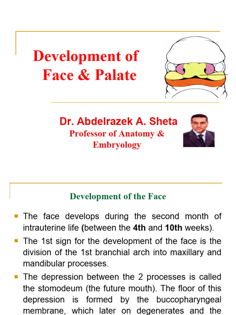 Lecture 4, Face and Palate | PDF | Human Nose | Lip