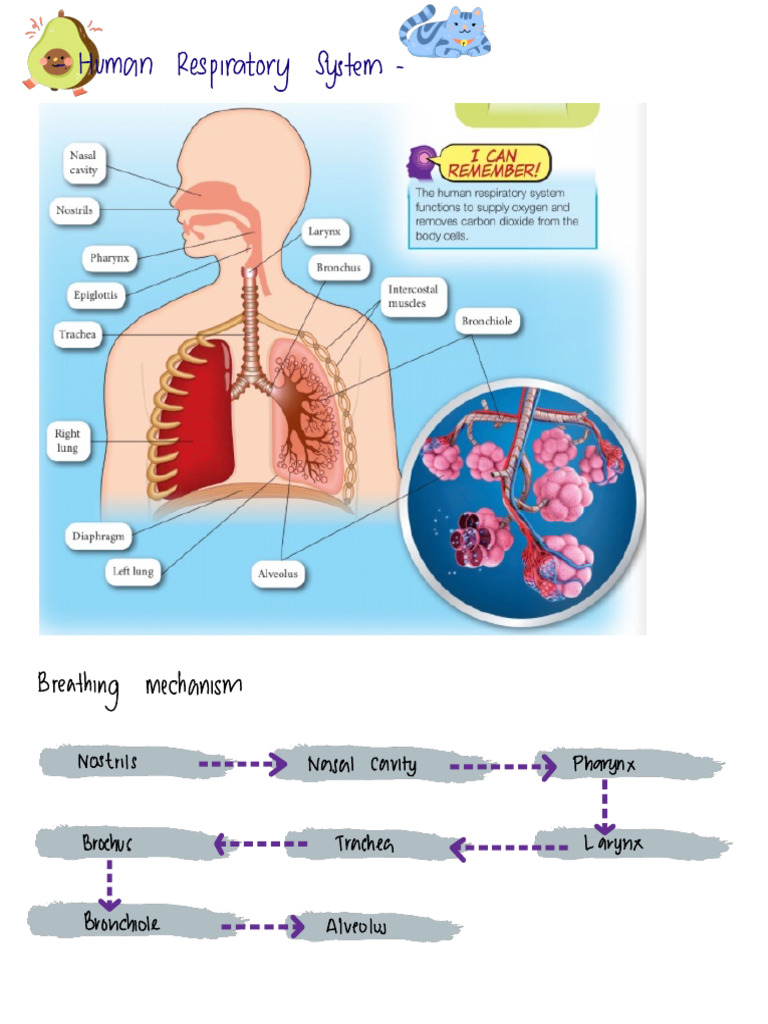 Form 3 - Respiration | PDF