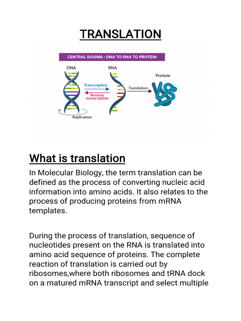 Translation 1 | PDF | Translation (Biology) | Ribosome