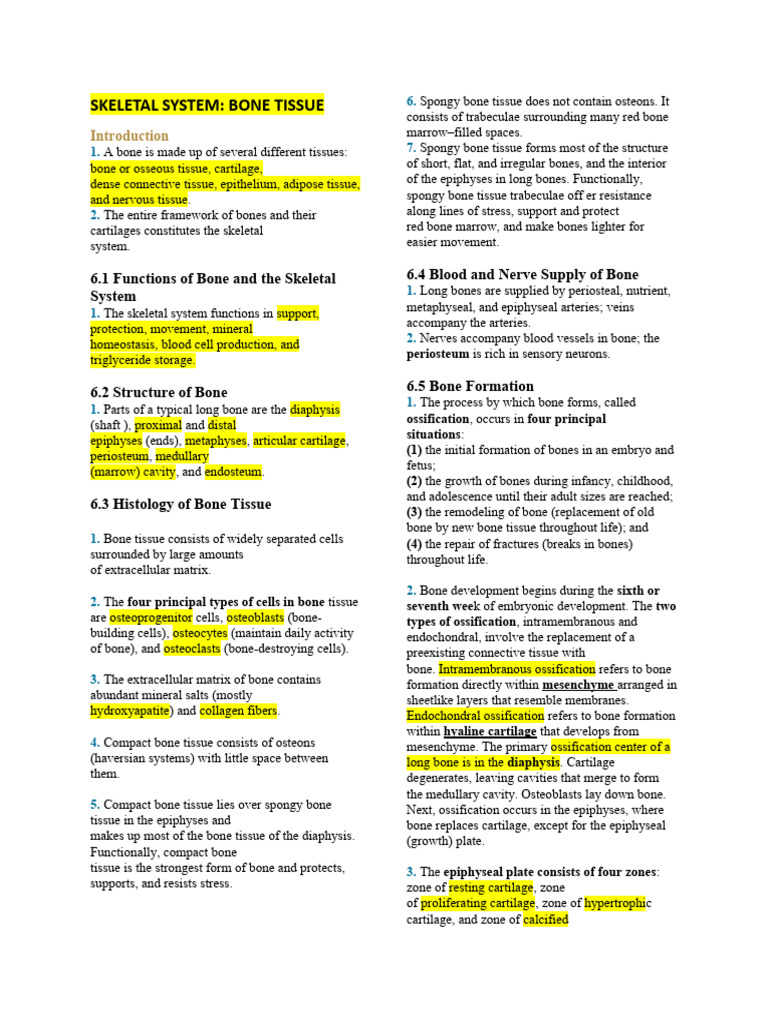 Skeletal System | PDF | Skull | Bone