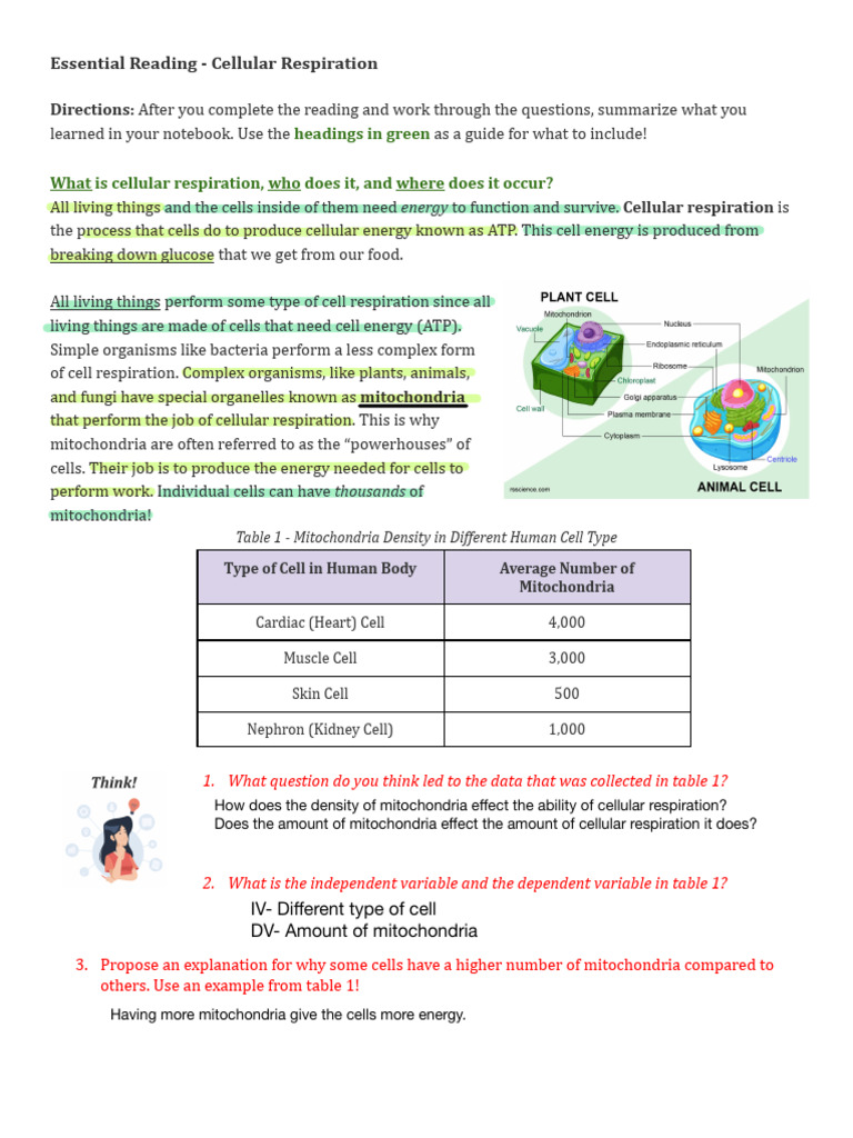 Essential Reading - Cell Respiration 2023 | PDF | Cellular Respiration ...