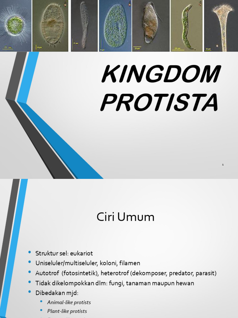 Keanekaragaman Makhluk Hidup - Kingdom Protista | PDF