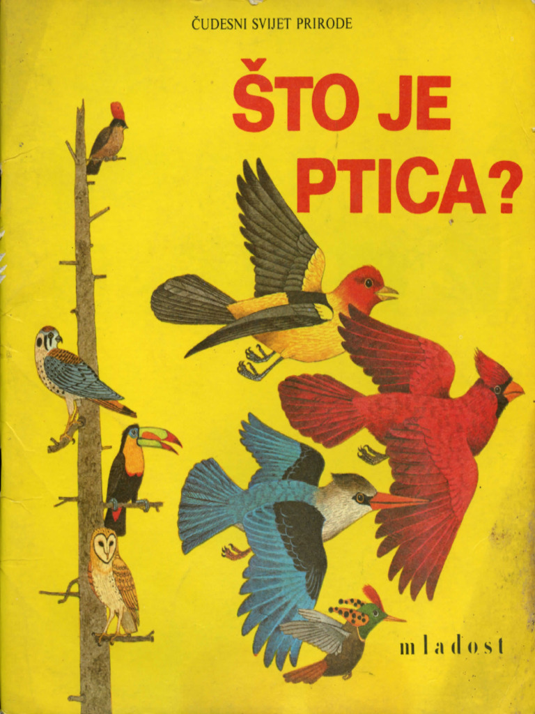 Sto Je Ptica?: 1a (Ios ( | PDF