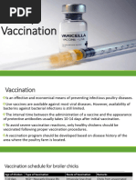 Layer Poultry Vaccination Schedule | PDF | Health Care | Diseases And ...