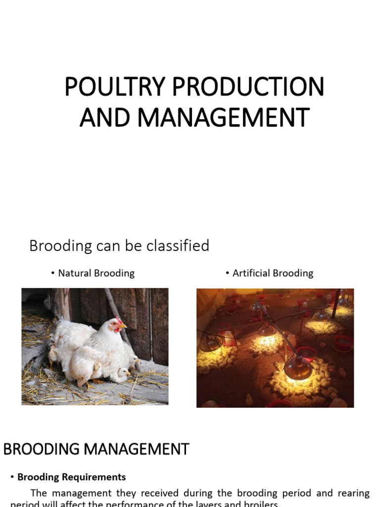 2.2 Poultry Production and Management | PDF | Chicken | Poultry Farming