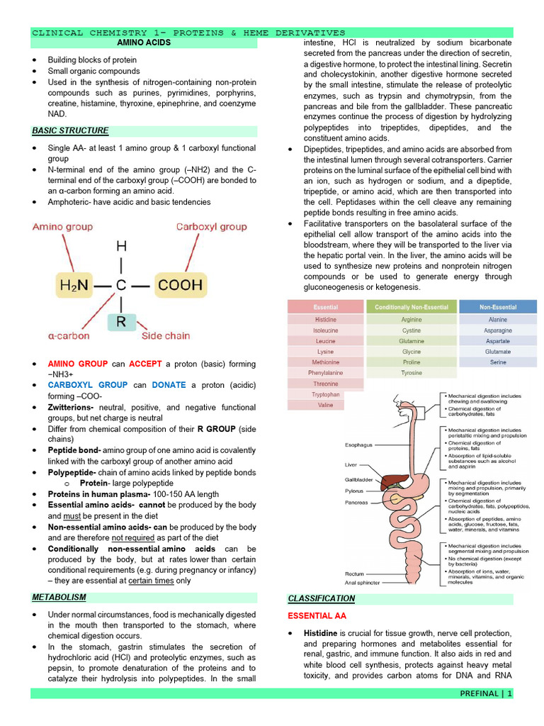 Proteins CC1 | PDF | Antibody | Amino Acid