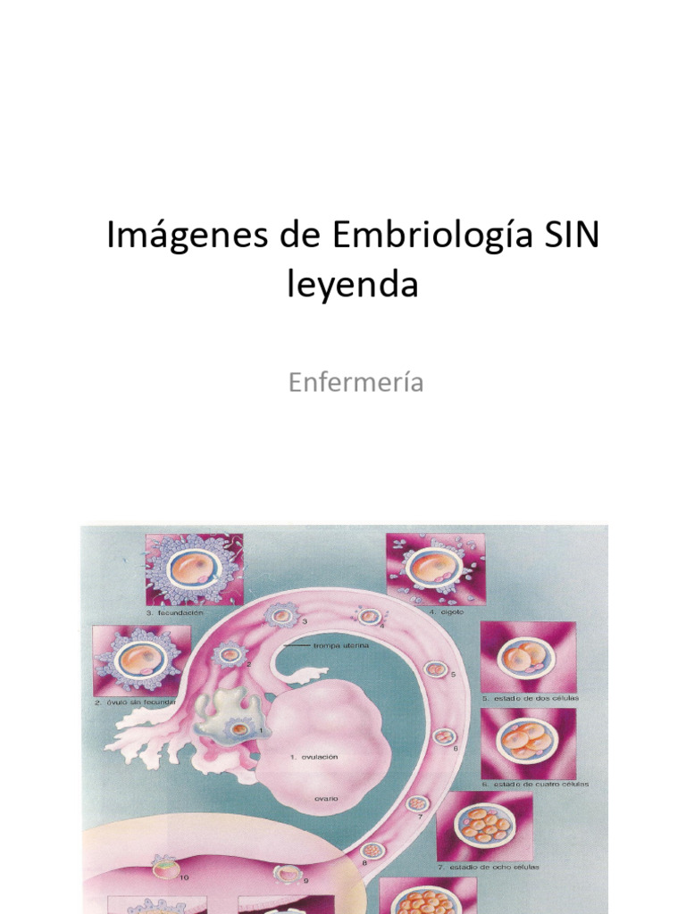 Imágenes de Embriología | PDF | Anatomía | Biología del desarrollo
