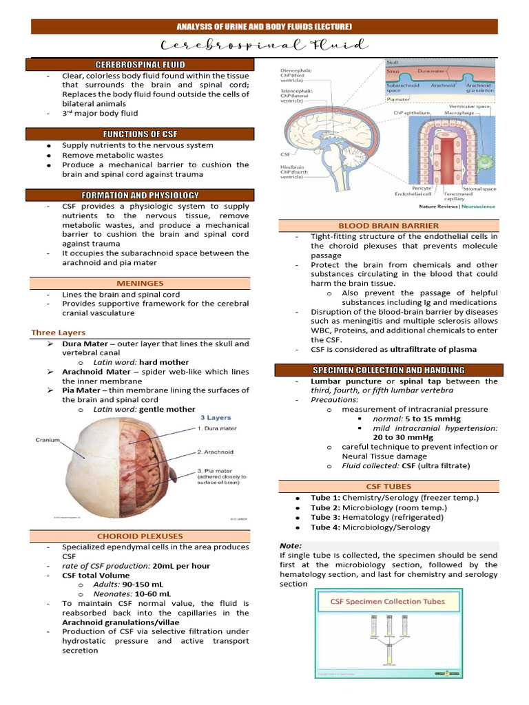 Lecture Lesson 7. Cerebrospinal Fluid | PDF | Cerebrospinal Fluid | Meningitis