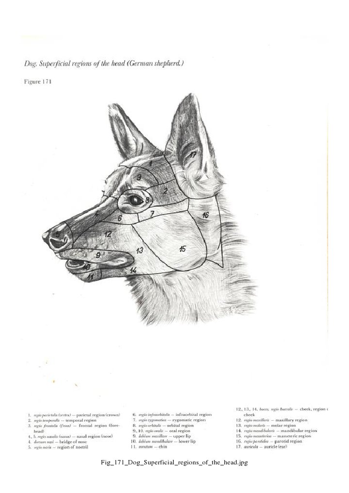 Dog Anatomy and Dissection Guide | PDF
