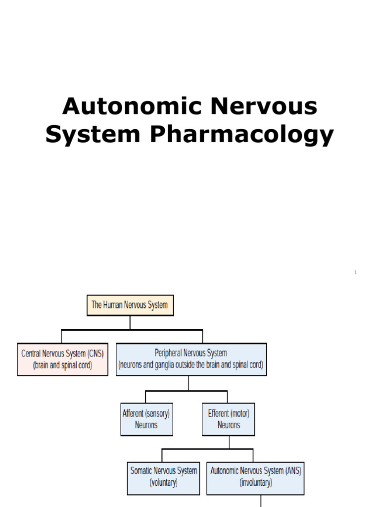 ANS Pharmacology Edited Last | PDF | Acetylcholine | Clinical Medicine