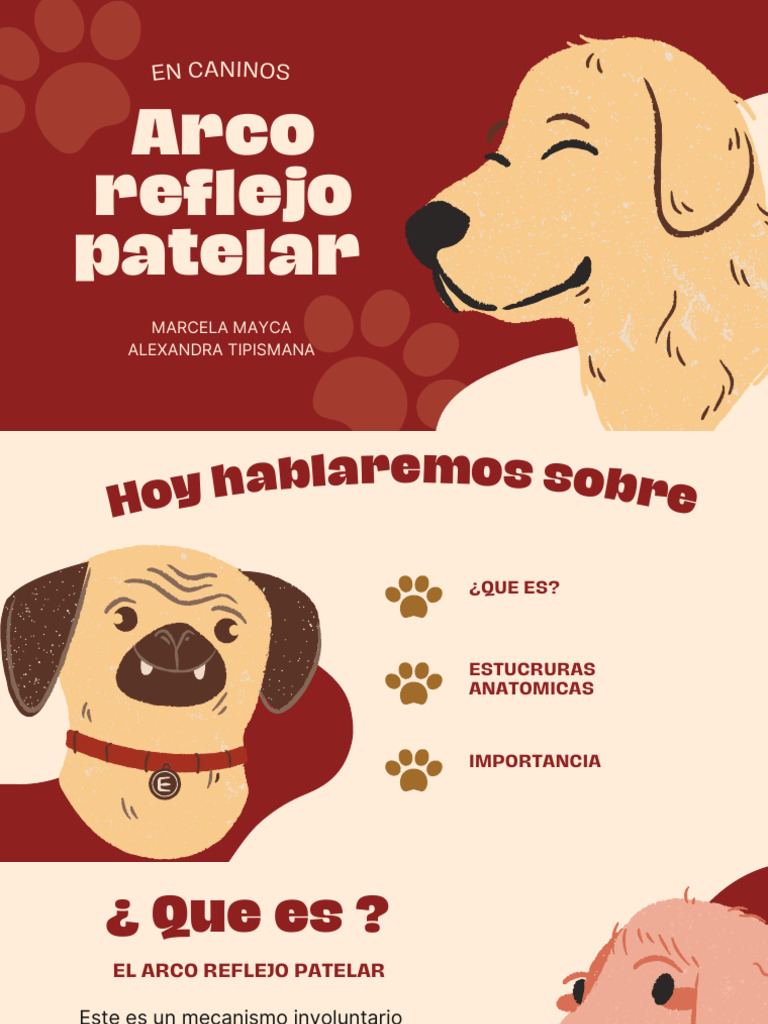 Arco reflejo patelar canino | PDF | Anatomía humana | Anatomía del ...