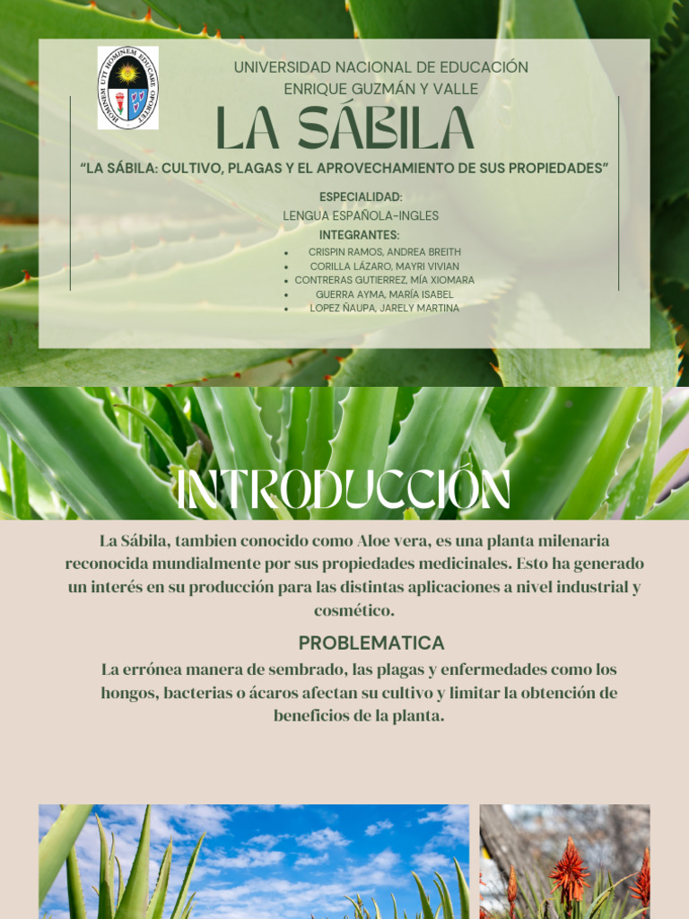La Sábila Ppt | PDF | Insectos | Plantas