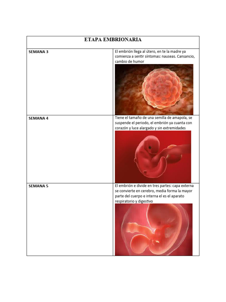 Etapa Embrionaria | PDF