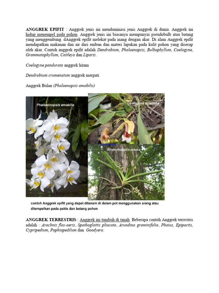 Anggrek Epifit | PDF