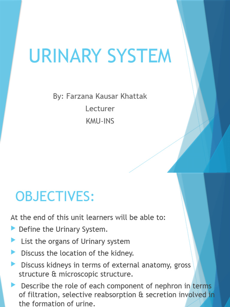 Urinary System-1 | PDF | Kidney | Urinary System
