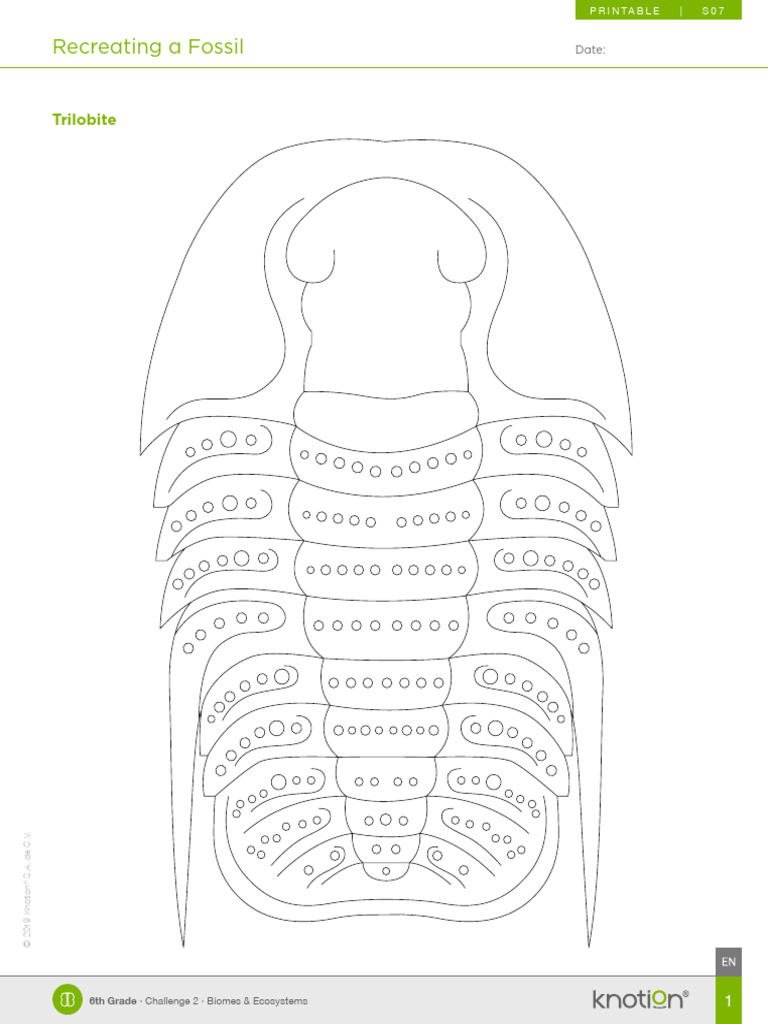 Fossils Printable | PDF