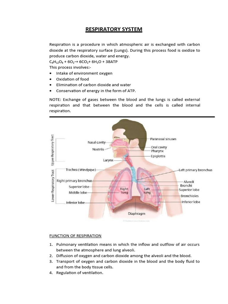Respiratory System Pdf Respiratory Tract Respiratory System