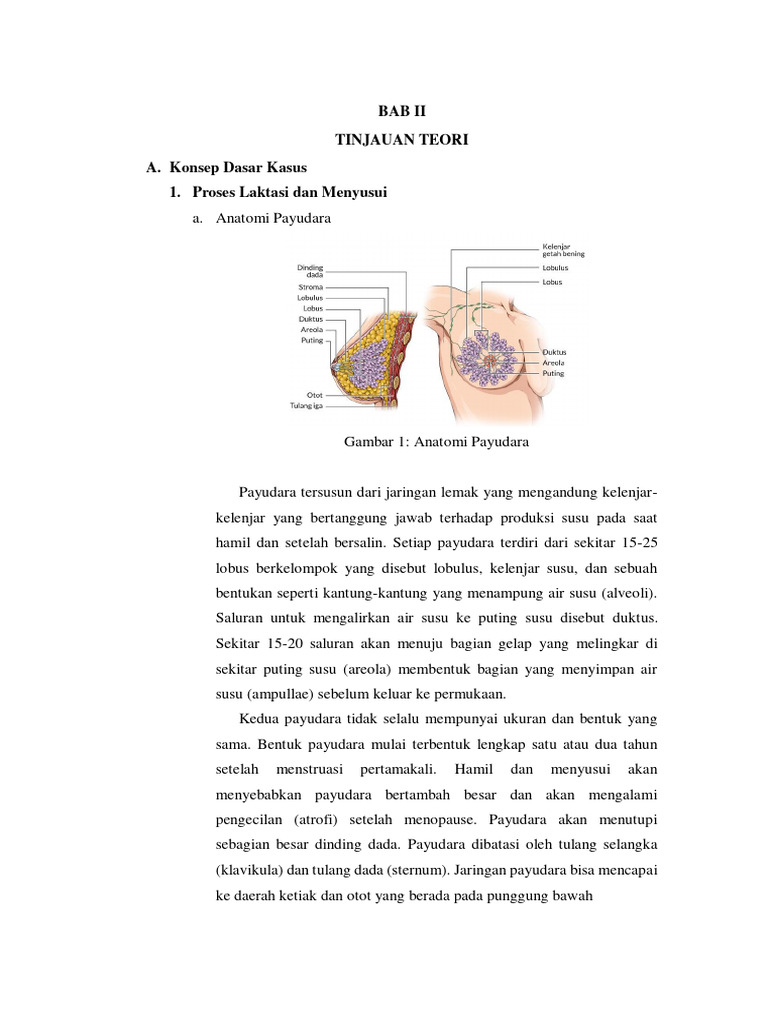 Anatomi Payudara Dan Laktasi | PDF
