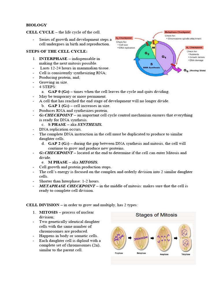 Cell Cycle - Mitosis and Meiosis | PDF | Meiosis | Mitosis