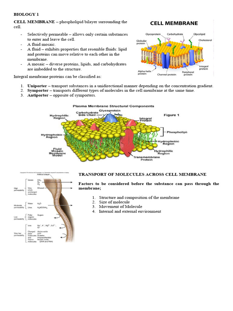 Cell Membrane and Cell Transport | PDF | Cell Membrane | Cell (Biology)