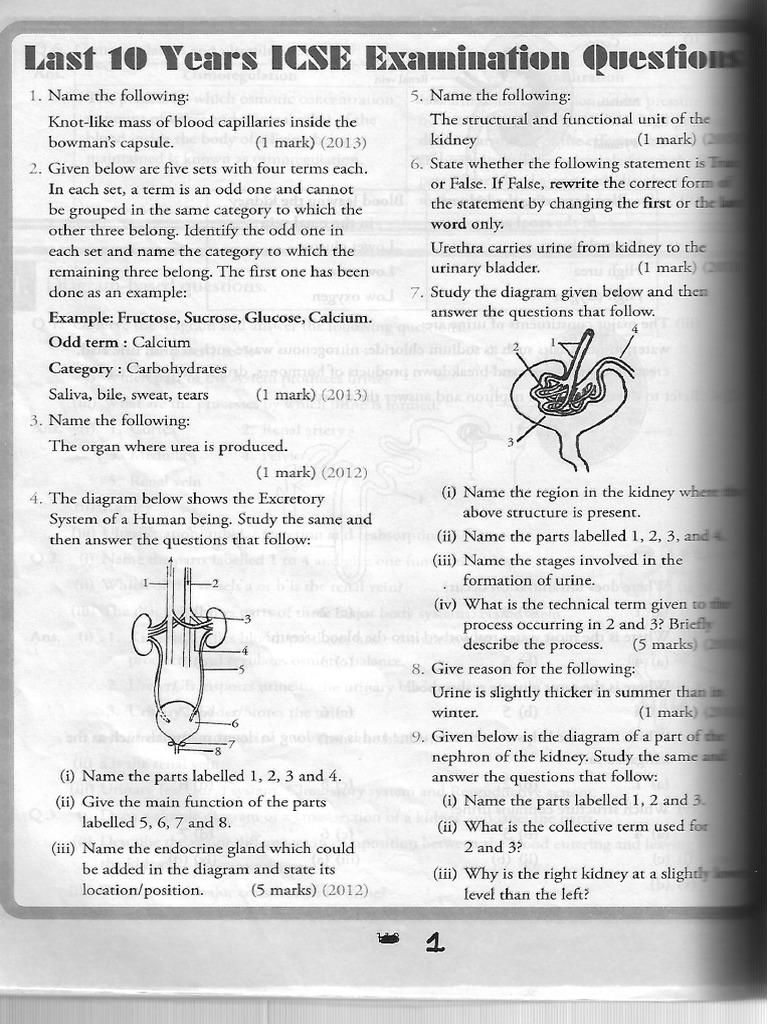 Work Sheet 7 Excretion | PDF