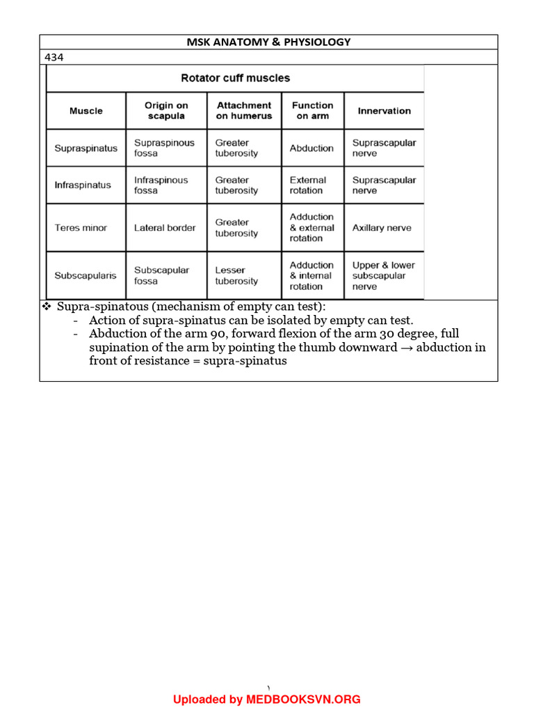 MSK Anatomy: Key Muscles & Nerves | PDF | Human Leg | Osteoblast