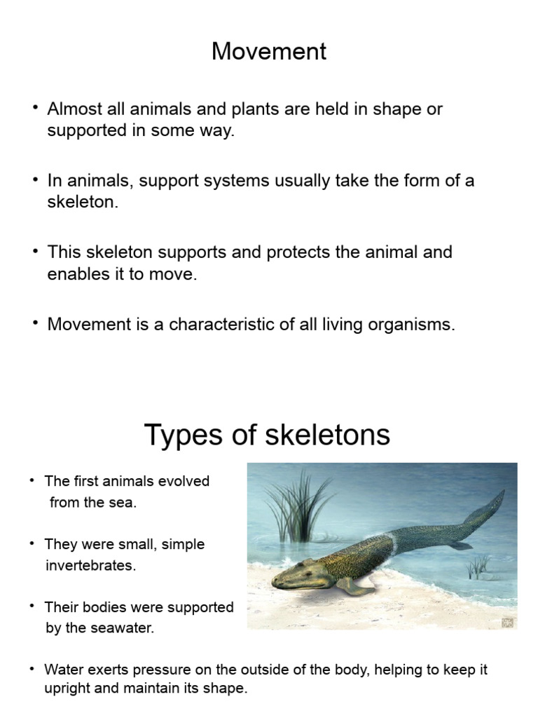 Types of Animal Skeletons Explained | PDF | Skeleton | Zoology