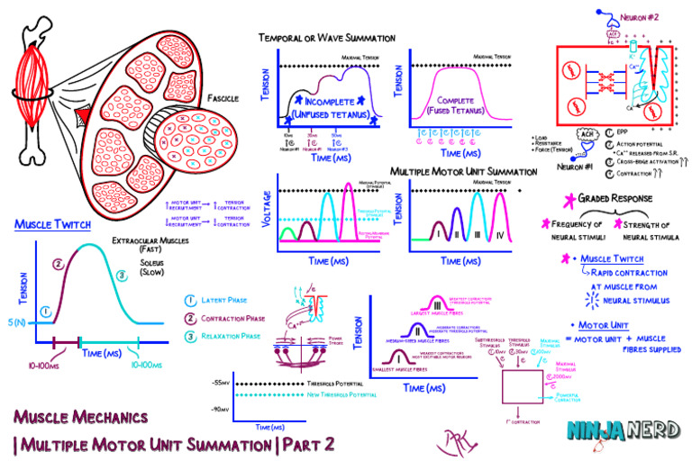 Muscle Contraction Mechanics | PDF | Muscle Contraction | Stimulus ...
