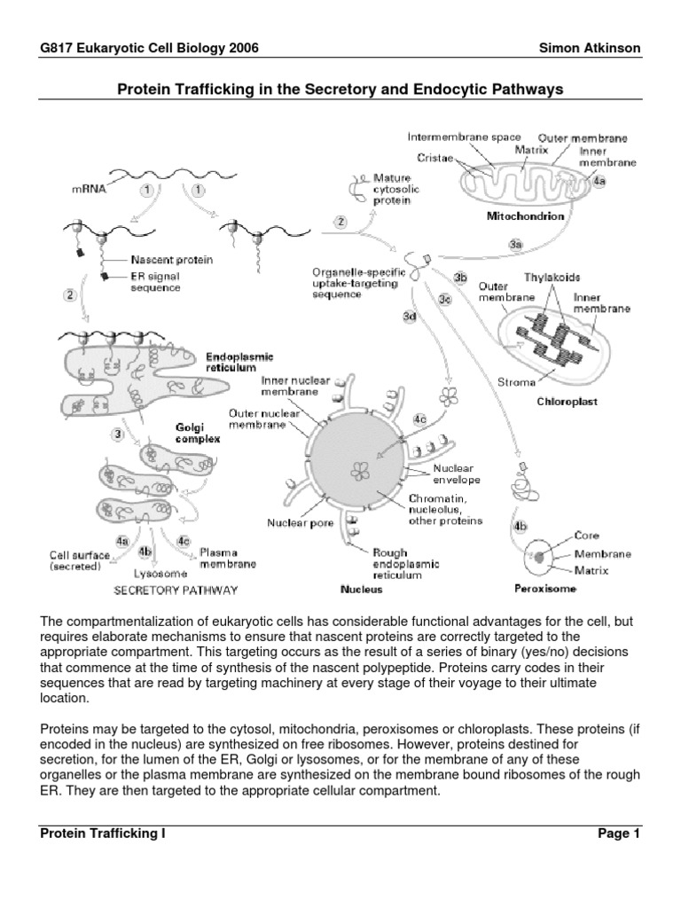 Protein Targeting | Protein Targeting | Secretion