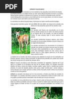 Ficha Técnica Del Venado Cola Blanca | PDF | Ciervo | Venado de cola blanca