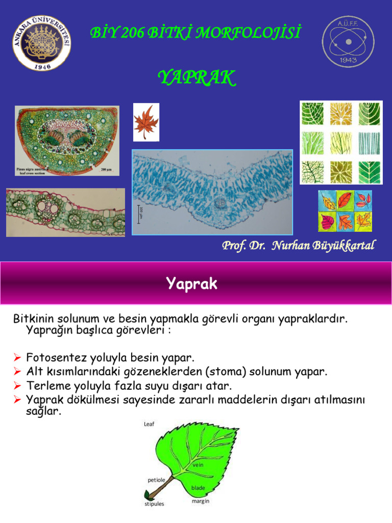 Bi̇y 206 6. Ders | PDF